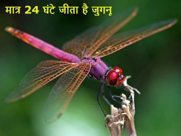 Hindi Oneindia hindi-oneindia