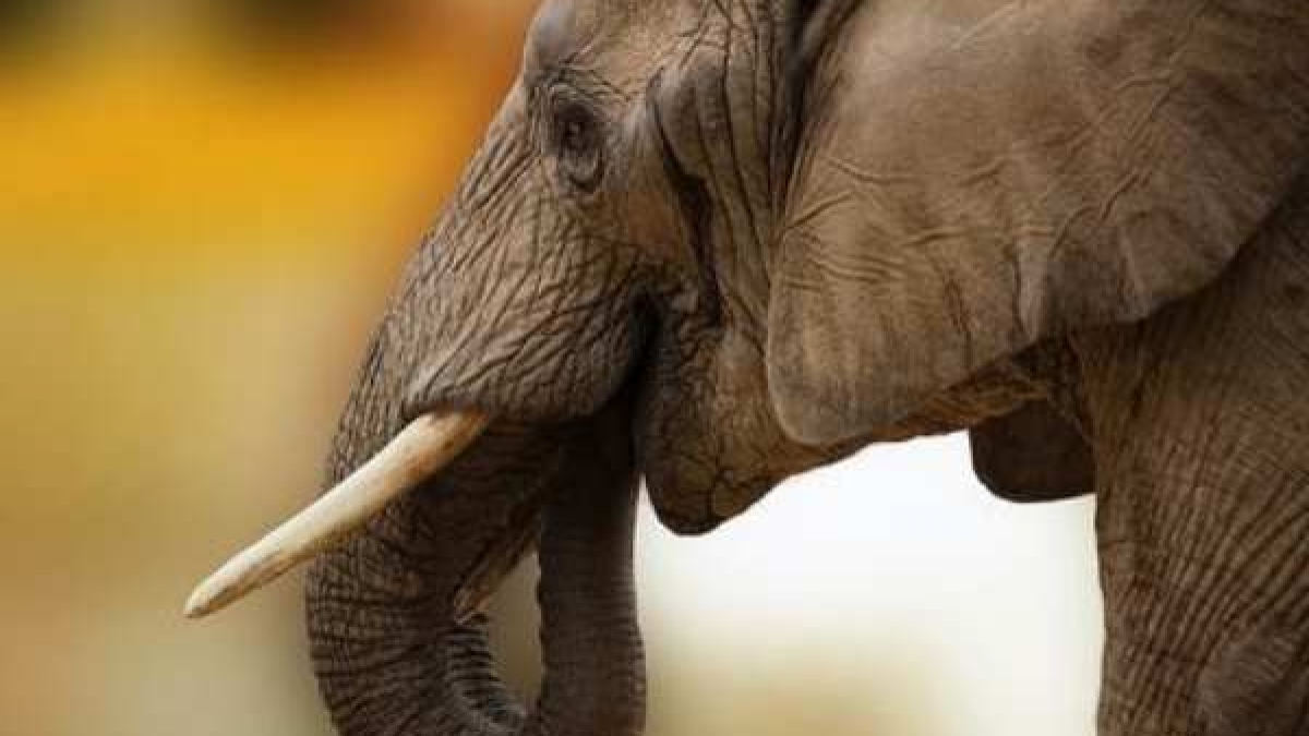 भूखे हाथी ने खा लिए 40,000 के नोट, फिर करने लगा उल्टियां | elephant ...