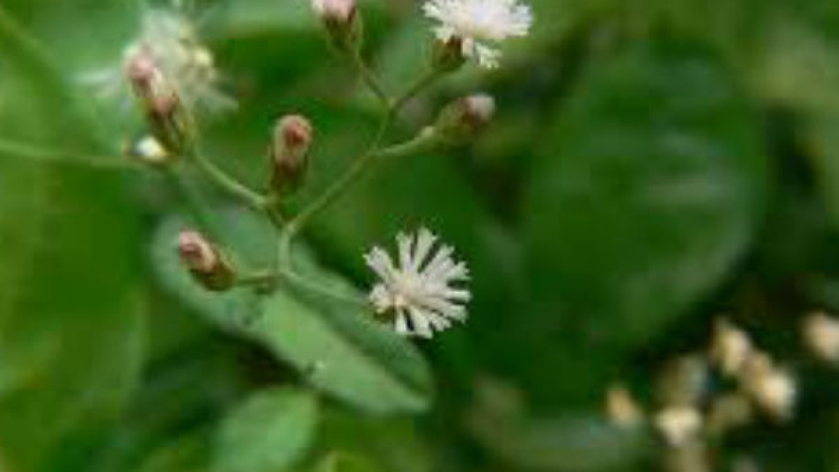 सहदेवी पौधे के लाभकारी उपाय, सारी समस्याओं का रामबाण है ये | Health ...