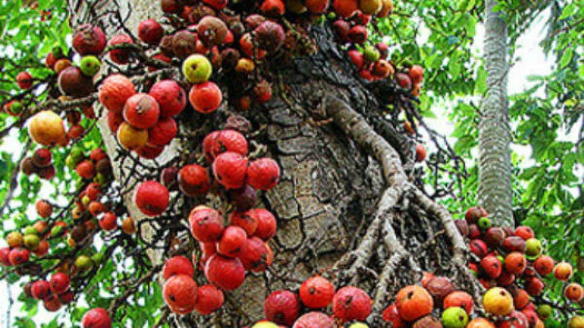 दैवीय वृक्ष है गूलर, जानिए इसके हैरान कर देने वाले फायदे | Gular Plant ...