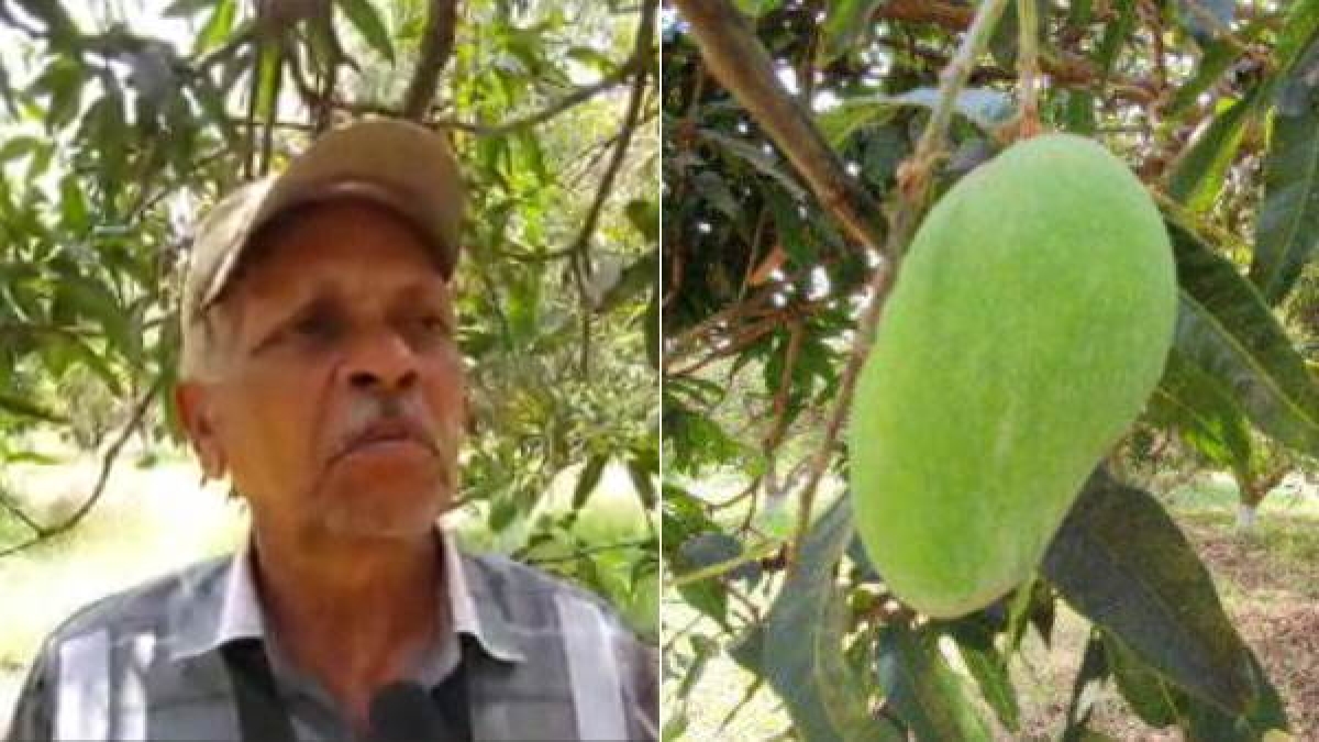 सबको पसंद आ रहा रीवा के सुंदरजा आम का स्वाद, विदेशों में भी आ रही ...