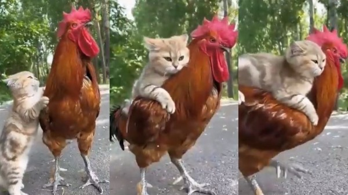 मुर्गे के पीठ पर बिल्ली की सवारी, Video देख लोग पूछ रहे हैं ये सवाल ...