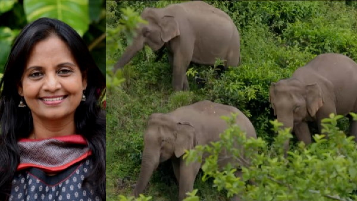 New Year 2023 पर हाथियों से सीखें ये 5 Lessons, Supriya Sahu IAS ने ...