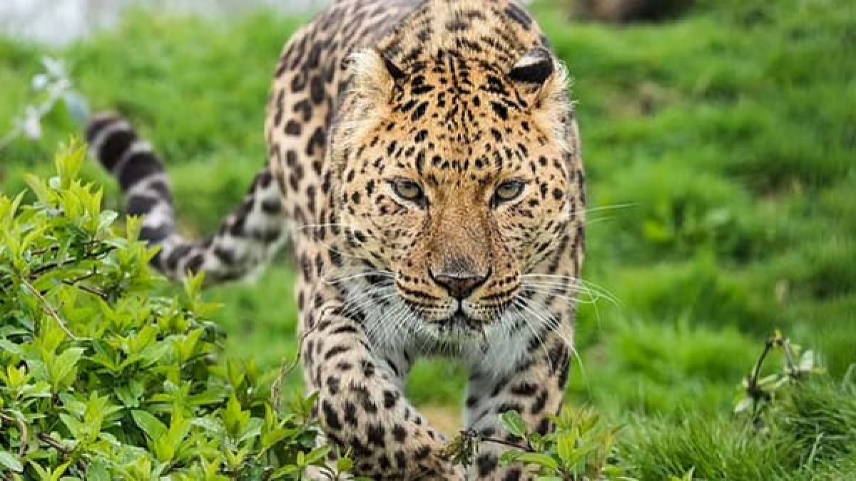 Bandhavgarh Tiger Reserve : नहीं रुक रहा मौत का सिलसिला, 10 दिन में 4 ...