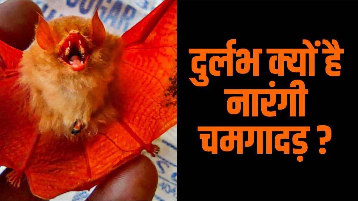 Painted bat: छत्तीसगढ़ के कांगेर नेशनल पार्क में मिला 'संकटग्रस्त ...