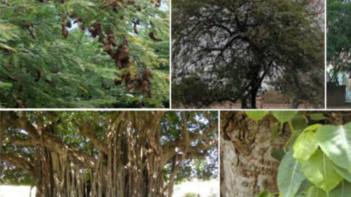 जानिए मौलश्री वृक्ष का गुण और उसके आयुर्वेदिक उपयोग | Molshree tree ...