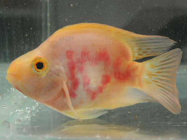 वैलेंटाइन डे मना रही ये मछली कहती है ILU | Lucknow fish celebrating ...