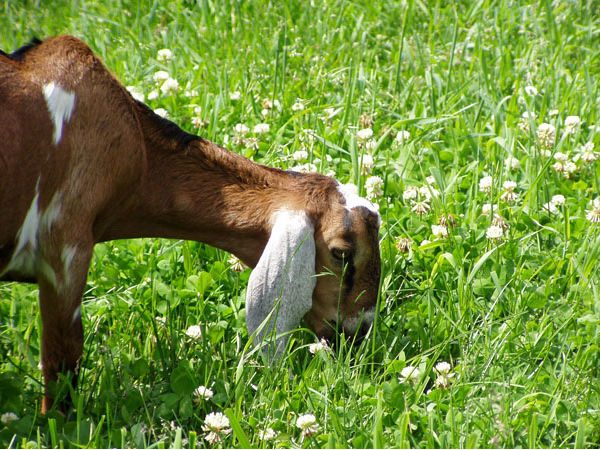 Google के ऑफिस में काम करती हैं 200 बकरियां! | Google hires goats to ...