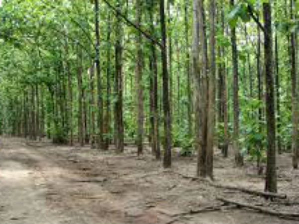 छत्तीसगढ़ : सागौन वृक्षों का होगा रासायनिक उपचार | Chhattisgarh: teak ...