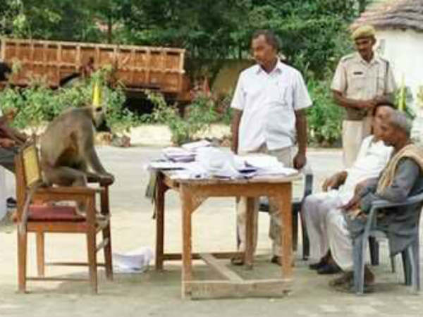 यूपी में लंगूर बना थाना थाना इंचार्ज, चेक की फाइलें | Monkey became the ...