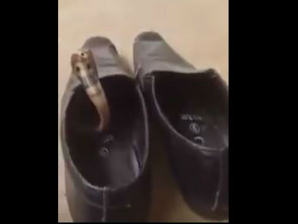 Viral Video: जूते पहनने से पहले जरा ये वीडियो देखें | OMG! Snake in ...