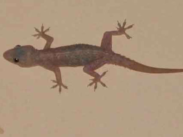 जब आप पर गिर जाए छिपकली, तो क्या करना चाहिए? | Effects of lizard or ...