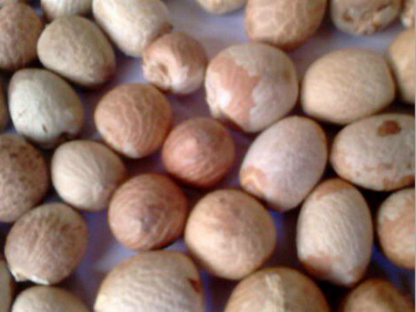 आखिर क्यों पूजा के लिए महत्वपूर्ण है सुपारी? | Areca nuts or supari is ...