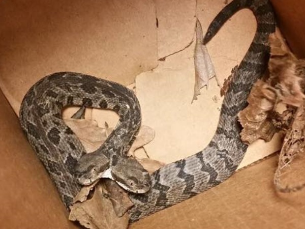 यहां मिला दुर्लभ दोमुंहा सांप, फोटो देख हर कोई है हैरान | Electrician ...