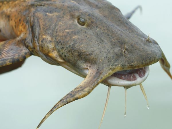 विलुप्ति की कगार पर 100 किलो की ये अनोखी मछली, बिहार में शायद आखिरी बार ...