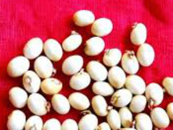 सफेद गुंजा है बेहद कल्याणकारी, इसके प्रयोग से बदल जाती है किस्मत ...