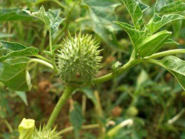 जानिए मौलश्री वृक्ष का गुण और उसके आयुर्वेदिक उपयोग | Molshree tree ...