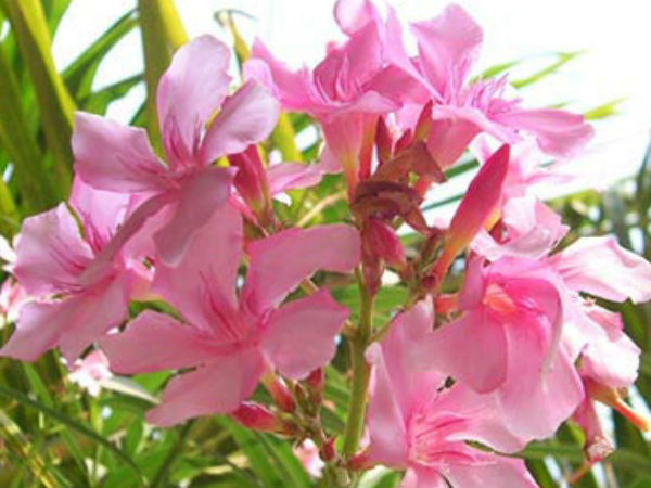 कनेर के पुष्पों से बनाए खुद को हमेशा के लिए हसीन और जवां.... | Know the ...