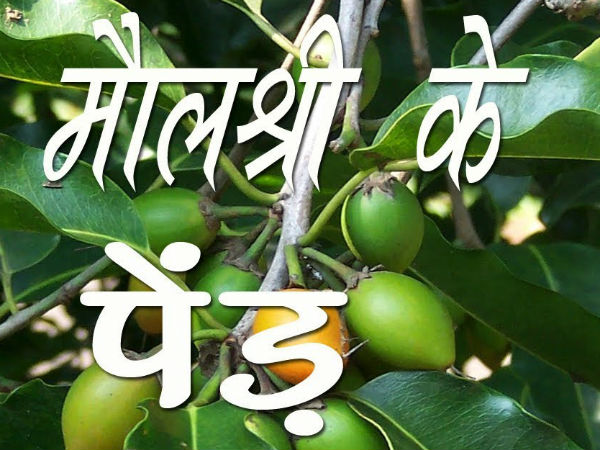 जानिए मौलश्री वृक्ष का गुण और उसके आयुर्वेदिक उपयोग | Molshree tree ...