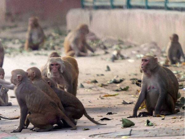 बंदरों के दो गुटों के बीच खूनी जंग, 6 की मौत, सहमे श्रद्धालुओं ने मंदिर ...