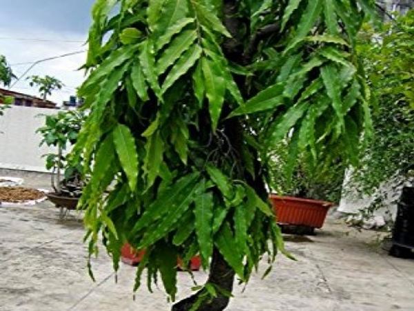 अशोक वृक्ष के चमत्कारिक उपाय | cherishmatic tips of ashoka tree - Hindi ...