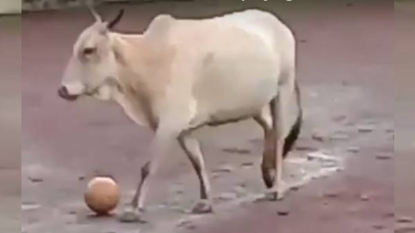 फुटबॉल खेलते हुए नजर आई गाय, सोशल मीडिया पर वायरल हुआ VIDEO | cow ...