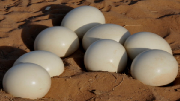 राजस्थान में पहली बार शुतुरमुर्ग ने दिए 8 अंडे, अवंतिका बनी बाहुबली के ...