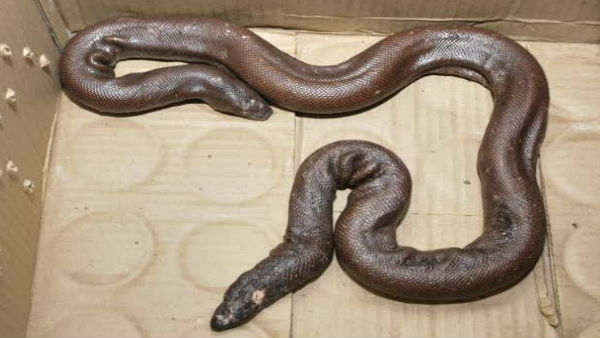 भारत में पाया जाता है ये खास सांप, अंतरराष्ट्रीय बाजार में करोड़ों में ...