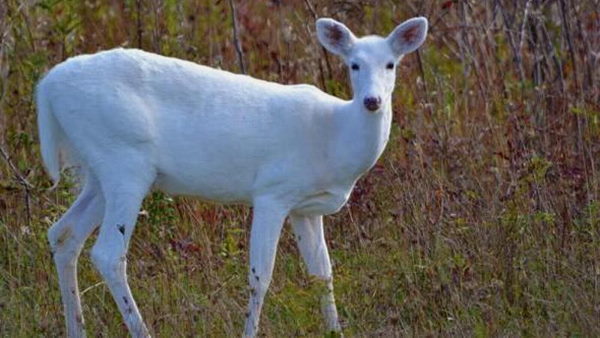 कभी आपने सफेद हिरण देखा? देश के इस जंगल में रहते हैं ऐसे दुर्लभ जानवर ...