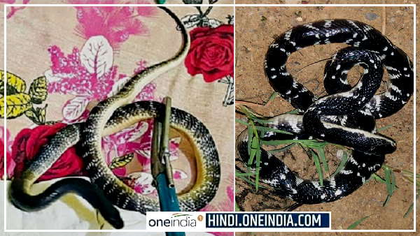 गुड़गांव: बेडरूम के अंदर घुसकर बेड पर चढ़ा विषैला सांप, बेटी ने पापा को ...