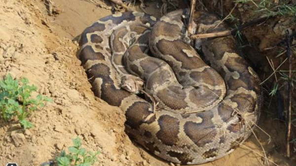 Python Swallowed Deer : विशालकाय अजगर ने निगला हिरण का बच्चा, जानिए ...