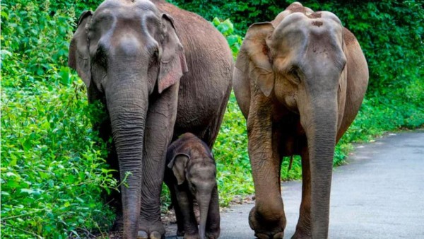 श्रीलंका में हथिनी ने जुड़वां बच्चों को दिया जन्म, 1941 के बाद पहली बार ...