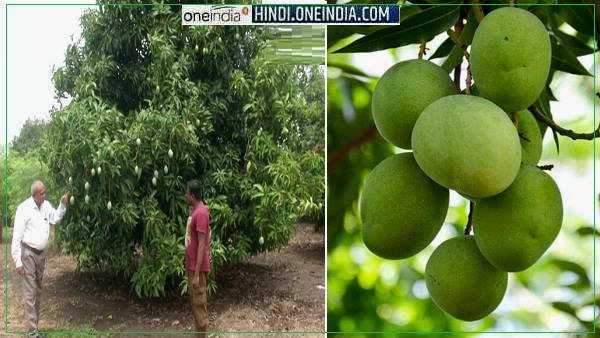 वडोदरा के किसान करते हैं बारहमासी आम की खेती, बगीचों में पेड़ों पर ऐसे ...