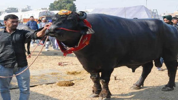 21 करोड़ के 'सुल्तान' की हार्ट अटैक से मौत, हर साल कमाकर देता था ...