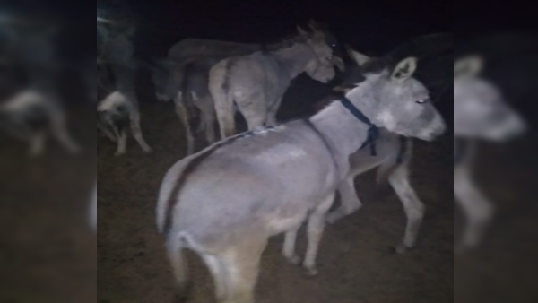 राजस्थान में गुम हुए 70 गधे, अब इन गधों के कान में पिंकू-मिंकू बोलकर की ...