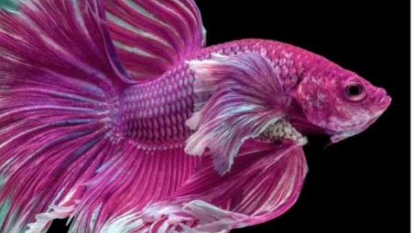 ऑस्ट्रेलिया में मिली 'एक हाथ' से चलने वाली दुर्लभ मछली, गुलाबी रंग को ...