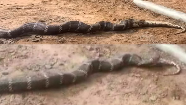 VIDEO: अजगर को जिंदा ही निगल गया किंग कोबरा, घर की रसोई में फरमा रहा था ...