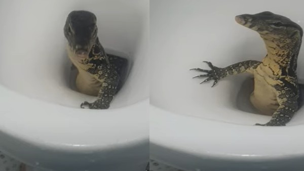 Shocking Video: कमोड पर बैठने से पहले ही महिला को दिखा अजीब जानवर, पता ...