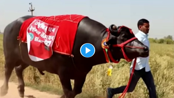 सबसे धांसू था 'सुल्तान', हरियाणवी किसान ने इस भैंसे को 21 Cr में भी ...