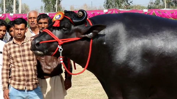 सबसे धांसू था 'सुल्तान', हरियाणवी किसान ने इस भैंसे को 21 Cr में भी ...