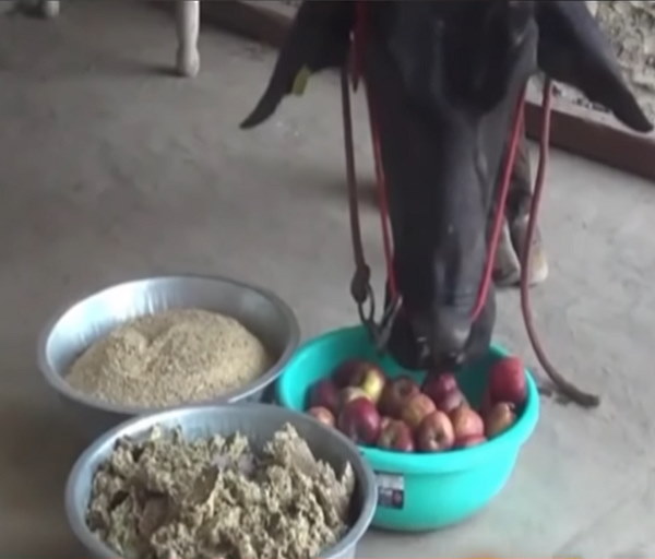 सबसे धांसू था 'सुल्तान', हरियाणवी किसान ने इस भैंसे को 21 Cr में भी ...