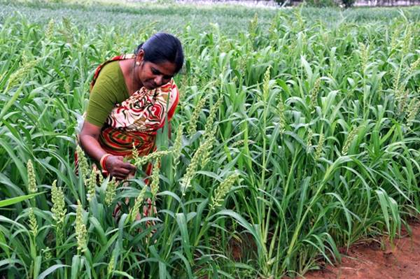 Millets : इन अनाजों से बनते हैं 'सुपरफूड', बाजरा जैसे मिलेट्स की खेती ...