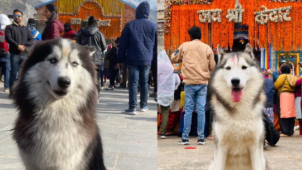 वहां तो लोग पैर छू रहे थे....कुत्‍ते नवाब को केदारनाथ धाम ले जाने पर ...