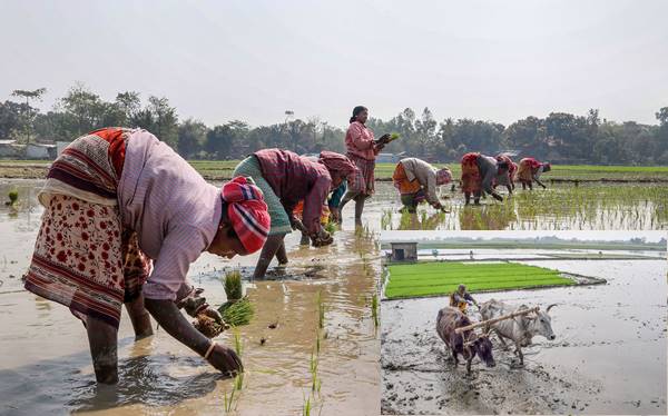 Paddy Farming : किसान DSR तकनीक से कमा सकते हैं मोटा मुनाफा, कम पानी ...