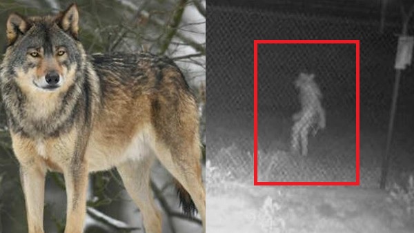 चिड़ियाघर के पास 'भेड़िया मानव' को देखे जाने का दावा, दो पैरों पर चलता ...