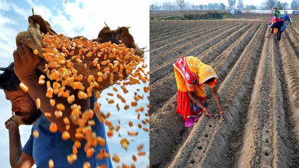 Monsoon Farming : किसान करें मक्का, बाजरा और ज्वार जैसी फसलों की रोपाई ...