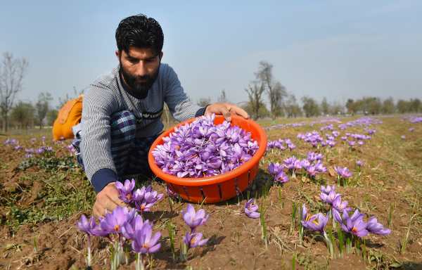 Saffron Farming : 'लाल सोने' की भारी डिमांड, लाखों रुपये कमा रहे किसान ...