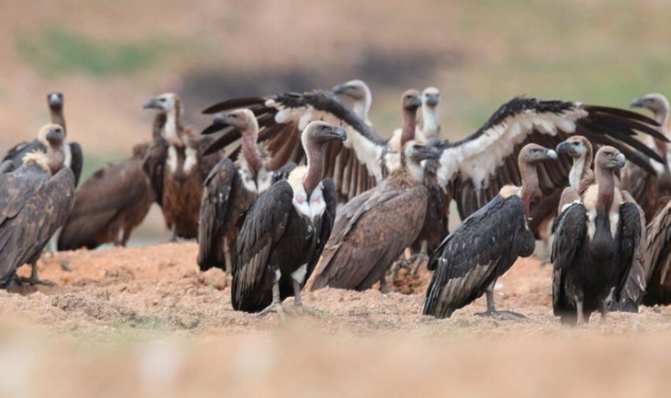 गोरखपुर : विश्व के पहले राज-गिद्ध का लोकार्पण करेंगे सीएम योगी,जानिए ...
