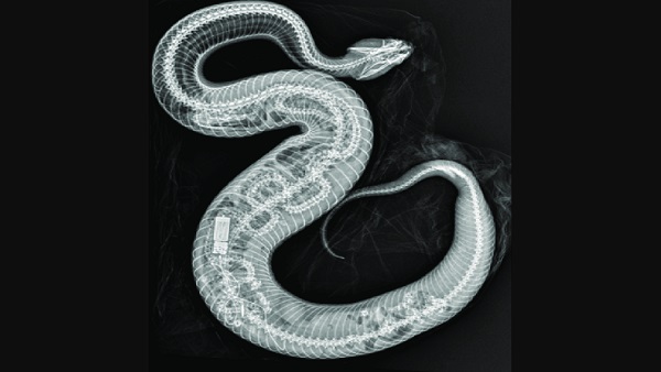 अजगर को निगल गया ये खतरनाक सांप, X-ray में दिखीं सांप के पेट में ...