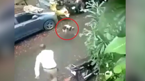 Video: शख्स ने बेवजह कुत्ते को पत्थर फेंककर मारा, कुत्ते ने तुरंत लिया ...